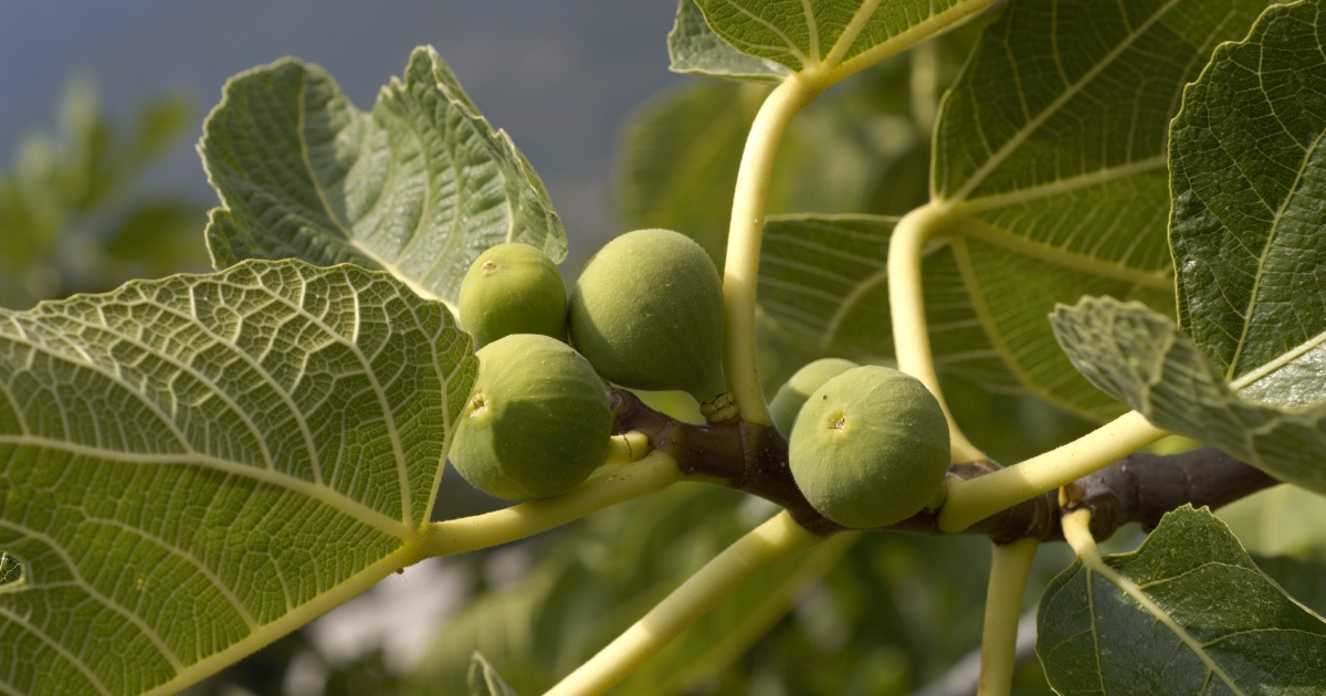 Lignelsen om figentræet uden frugt - Kristendom.dk